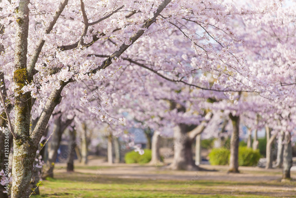 Sakura cherry blossom tree at green park Stock Photo | Adobe Stock