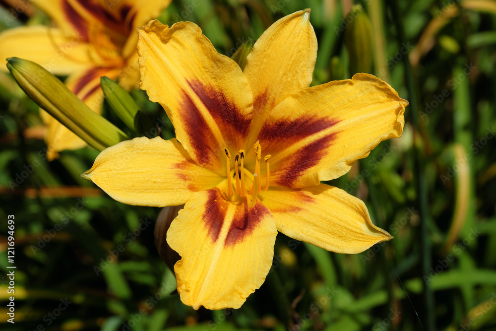 Stock-Foto „Fleur de lys“ | Adobe Stock