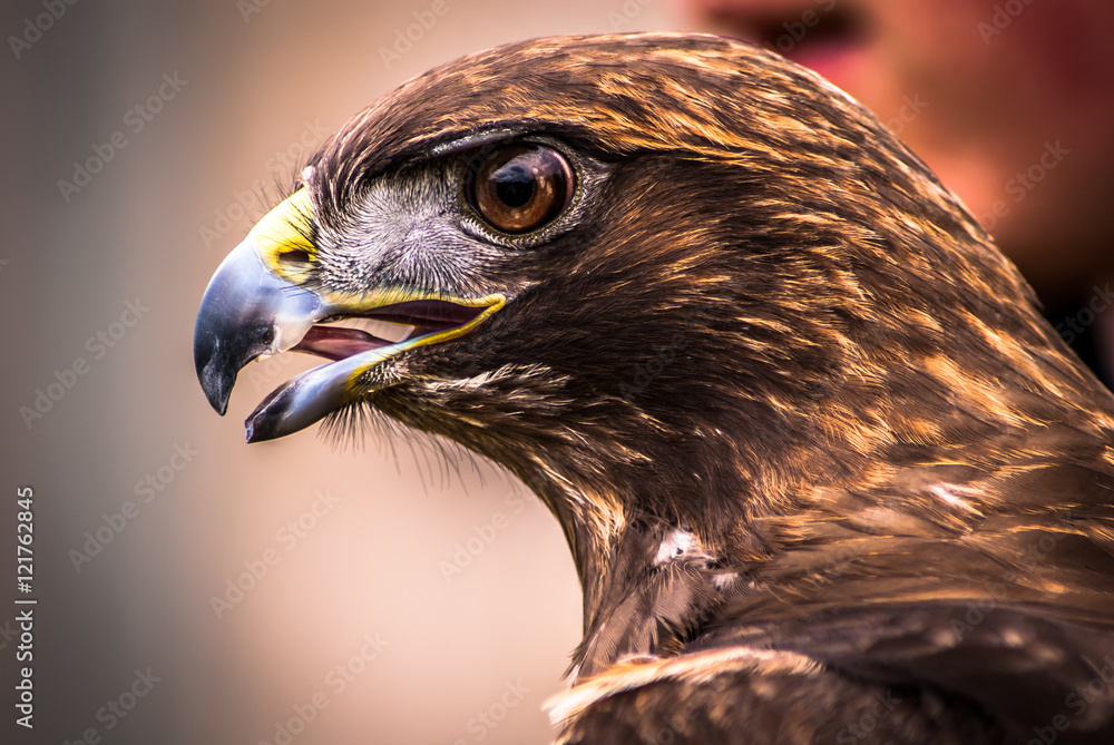 Red Tailed Hawk Profile Stock Photo | Adobe Stock