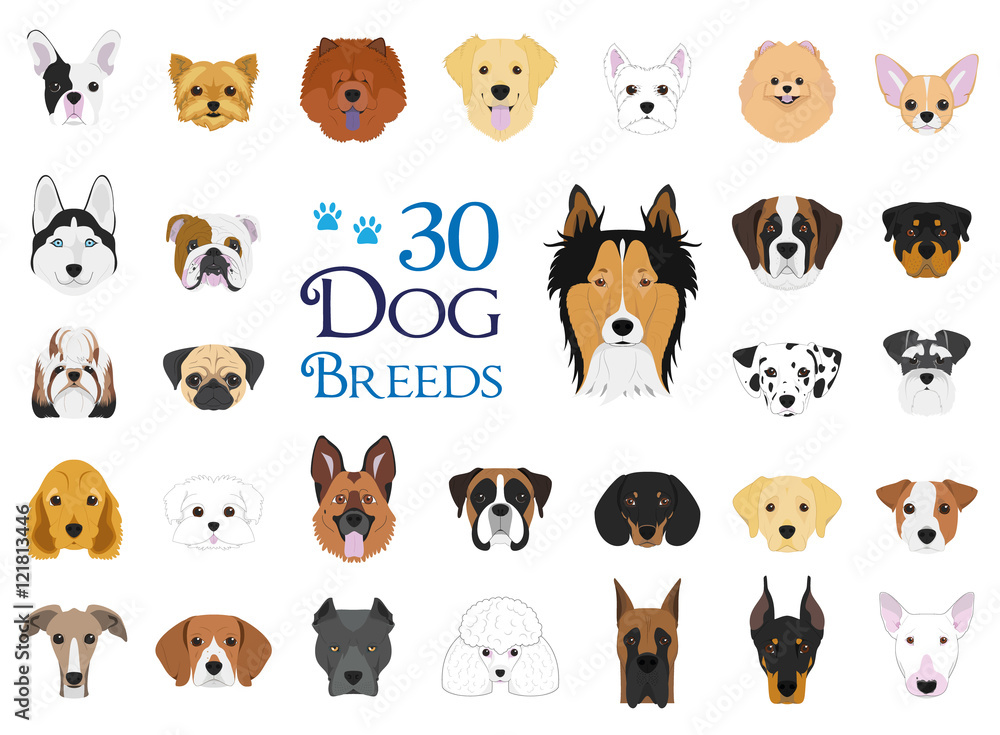 Dog breeds Vector Collection: Set of 30 different dog breeds in cartoon ...