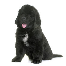 Dog Newfoundland Puppy Cute Free Stock Photo - Public Domain Pictures