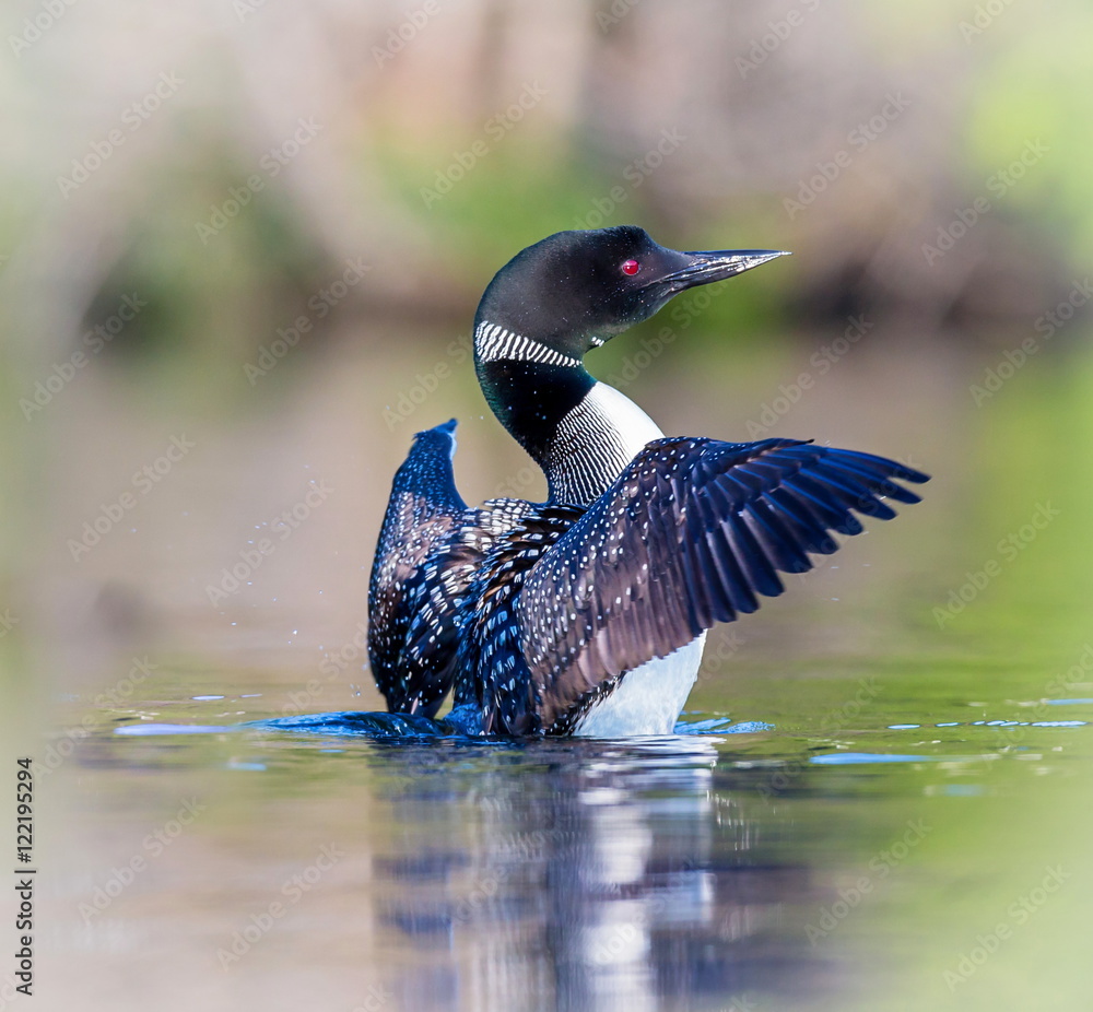Common Loon female and male. This shot was taken on lac Creux northern ...