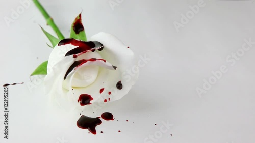 Stock Video of A white rose on a white background gets covered in red ...