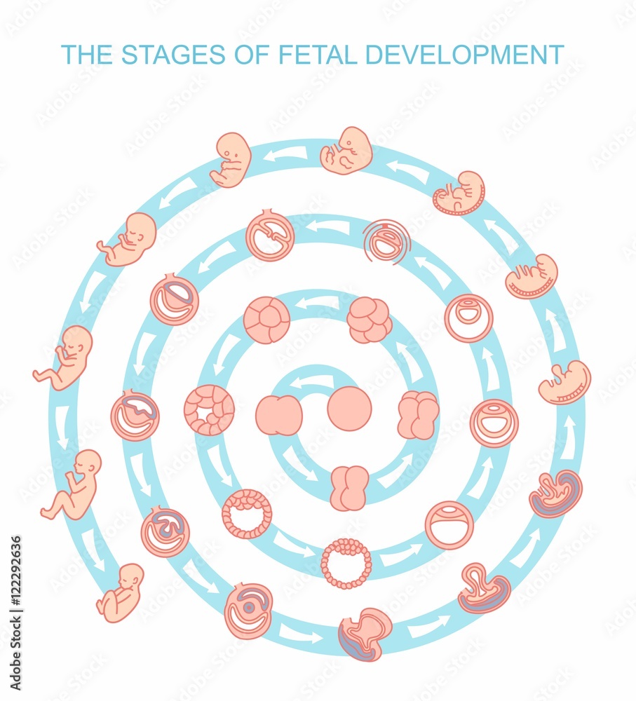 vector illustration stages of fetal development. isolated on white ...
