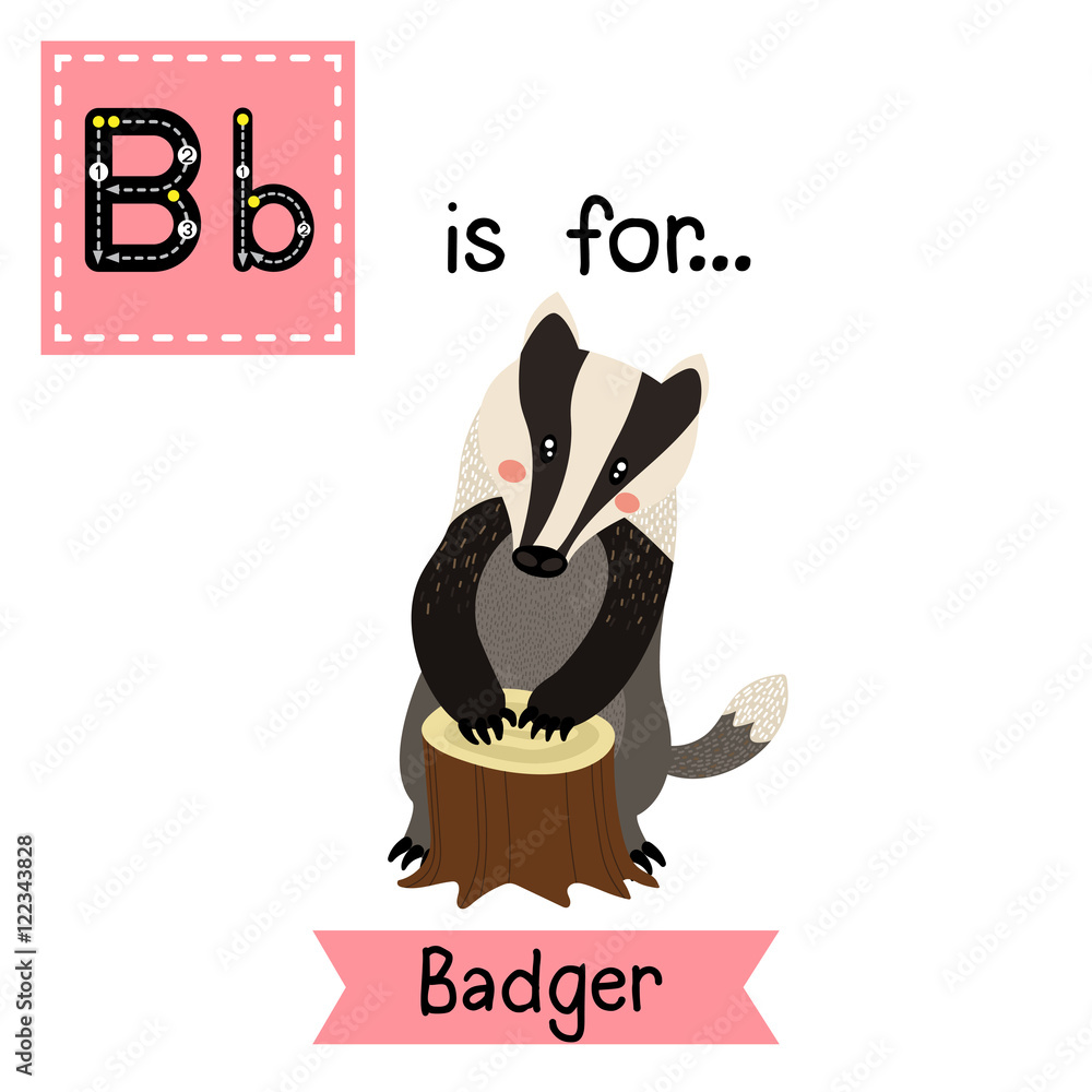 B letter tracing. Standing Badger. Cute children zoo alphabet flash ...