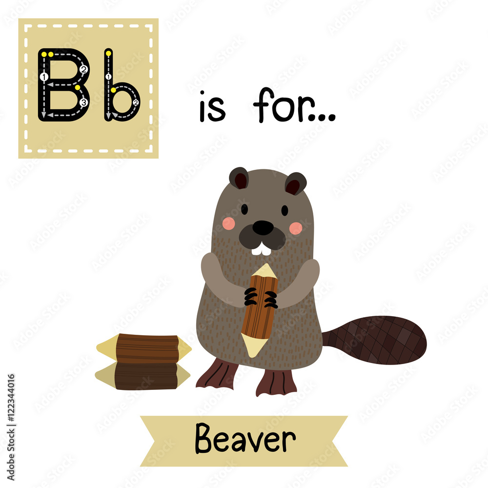 B letter tracing. A standing Beaver holding a log. Cute children zoo ...