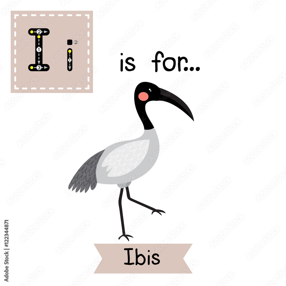 I letter tracing. Ibis bird. Cute children zoo alphabet flash card ...