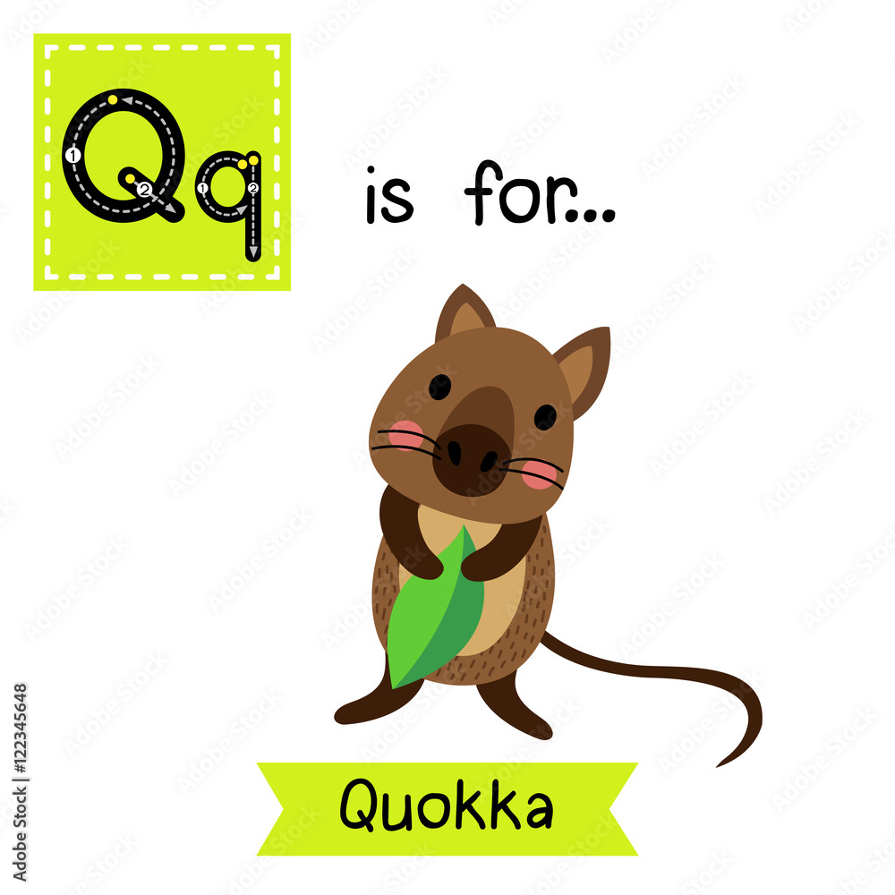 Q letter tracing. Quokka holding leaf. Cute children zoo alphabet flash ...