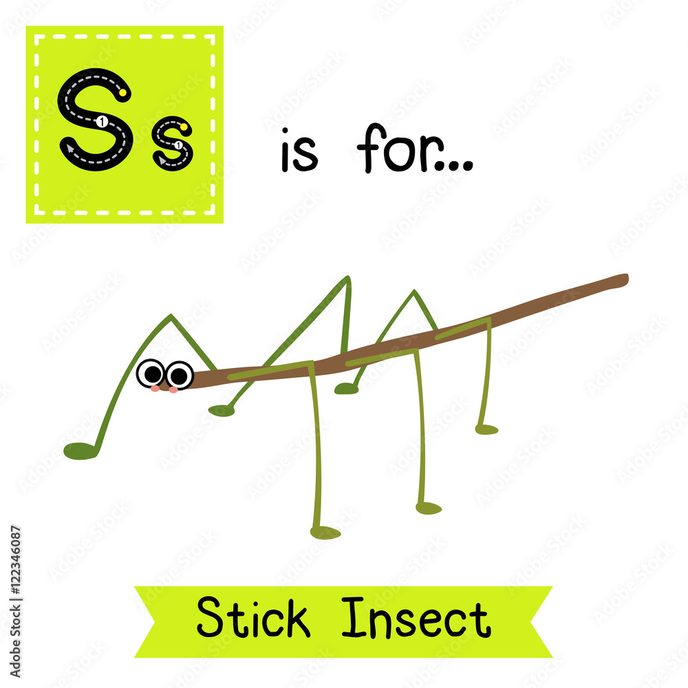 S letter tracing. Stick Insect. Cute children zoo alphabet flash card ...