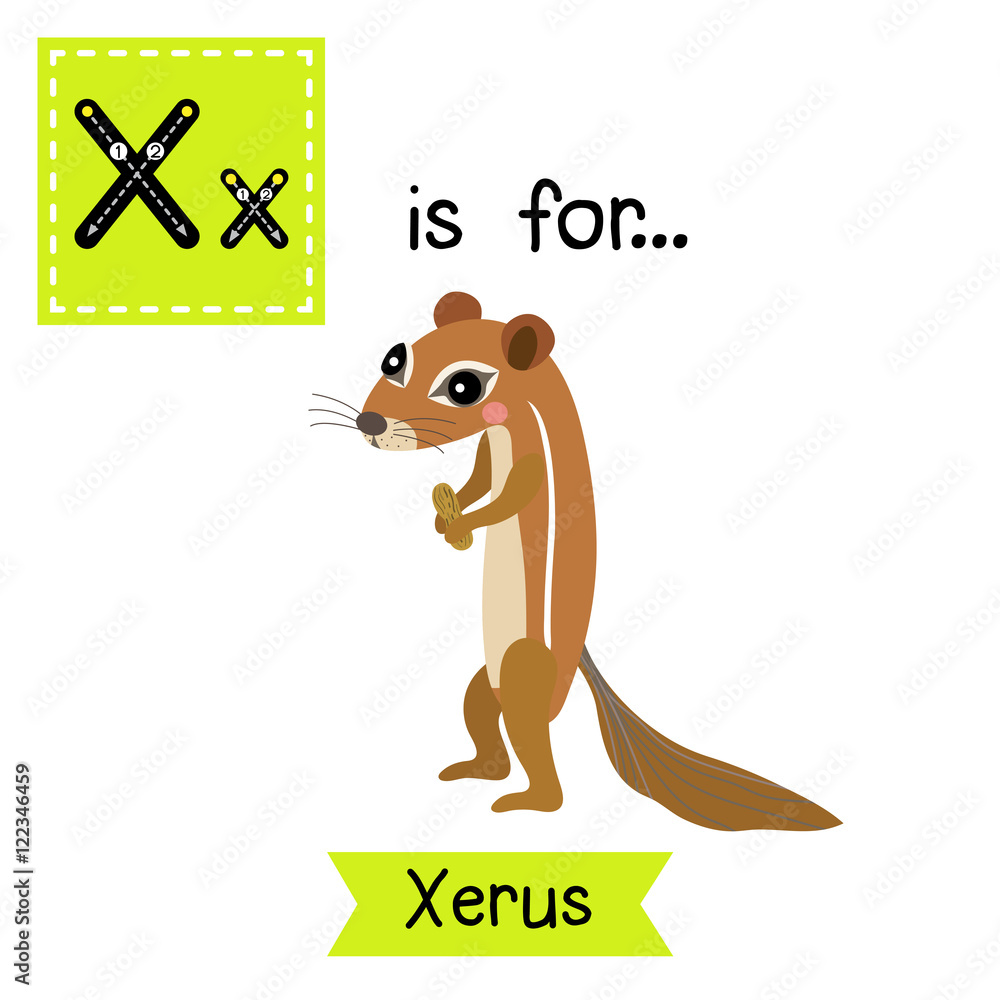 X letter tracing. Xerus. Cute children zoo alphabet flash card. Funny ...