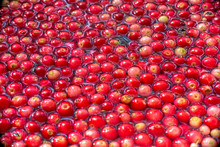 Cranberry Close Up Free Stock Photo - Public Domain Pictures