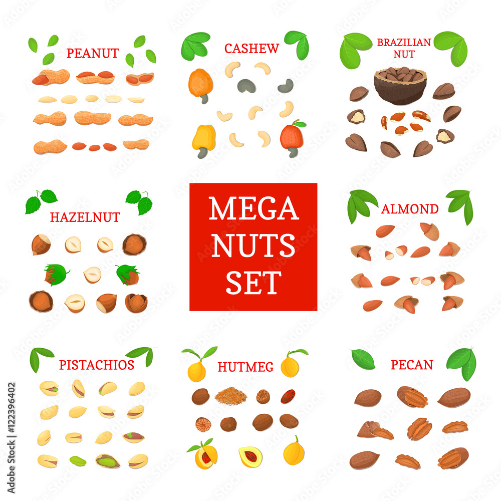 Mega nut vector set. Pecans, hazelnuts, peanuts, nutmeg, almonds ...