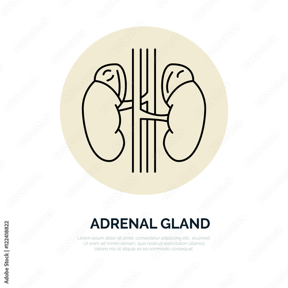 Human organ symbol, adrenal glands. Modern vector line icons of urology ...
