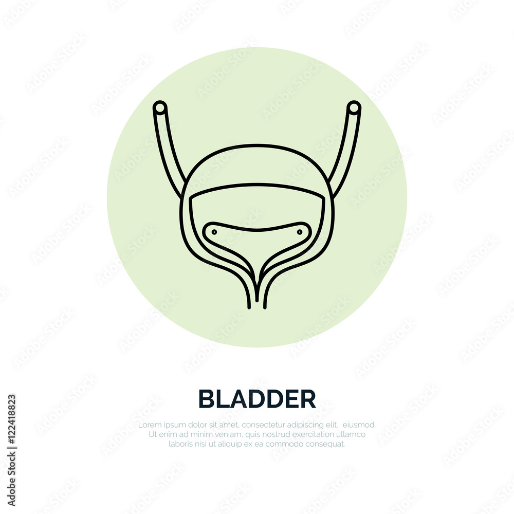 Human organ symbol, bladder. Modern vector line icons of urology ...