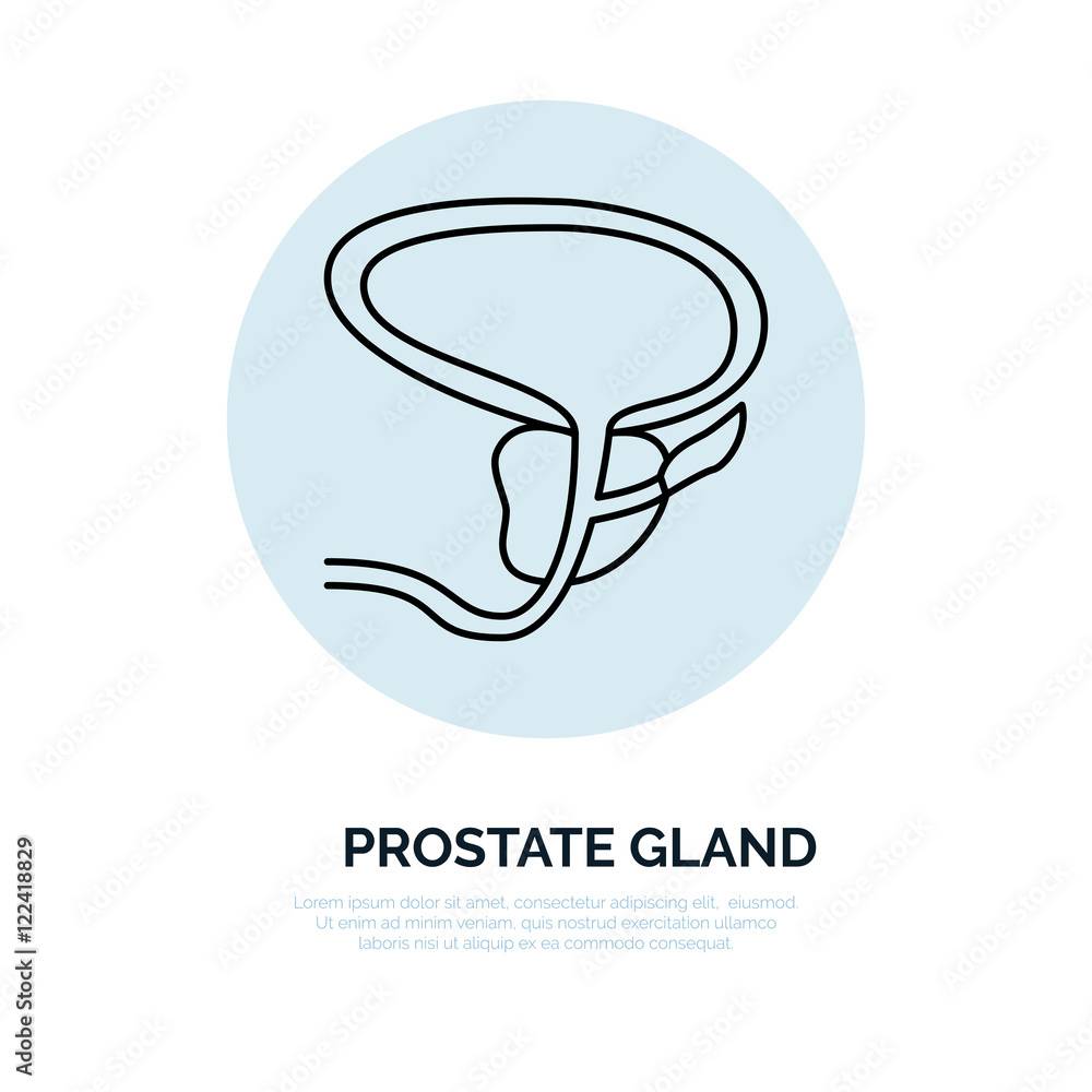 Human organ symbol; prostate gland. Modern vector line icons of urology ...
