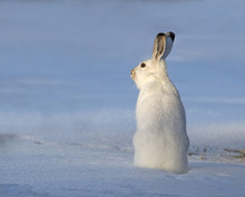 Snowshoe Hare Free Stock Photo - Public Domain Pictures