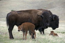 Baby Bison Free Stock Photo - Public Domain Pictures
