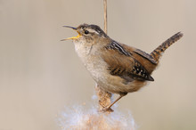 Wren Free Stock Photo - Public Domain Pictures