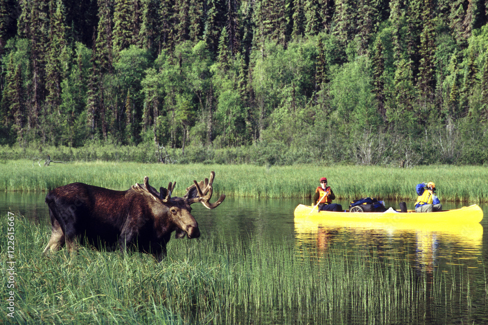 Wildlife viewing, photographing bull moose from canoe on Bowron River ...