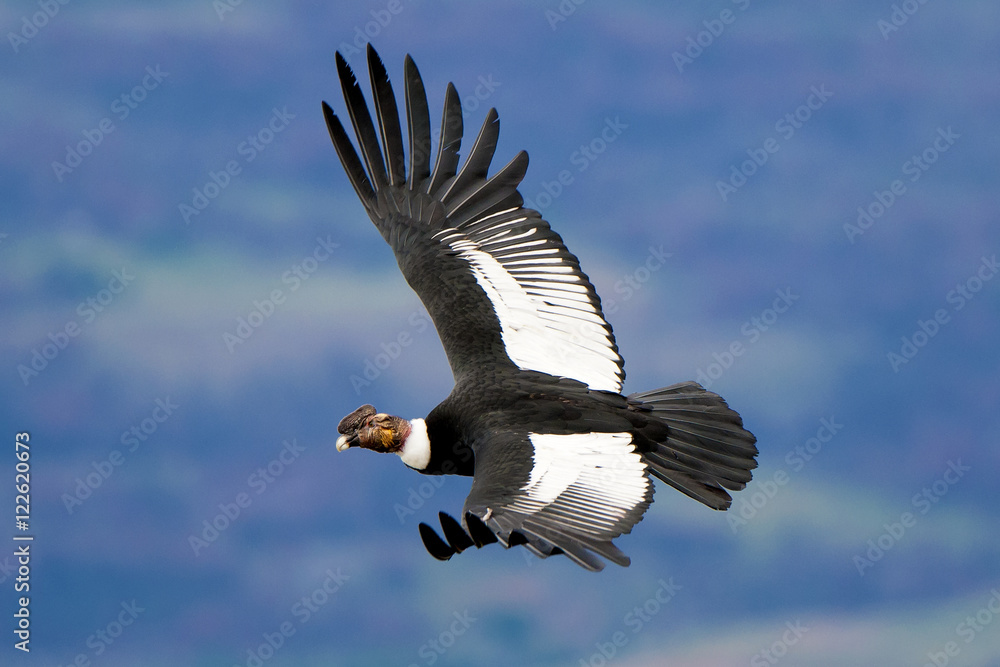 Adult male Andean condor (Vultur gryphus), Torres del Paine National ...