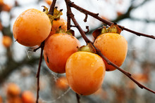 Persimmons Free Stock Photo - Public Domain Pictures