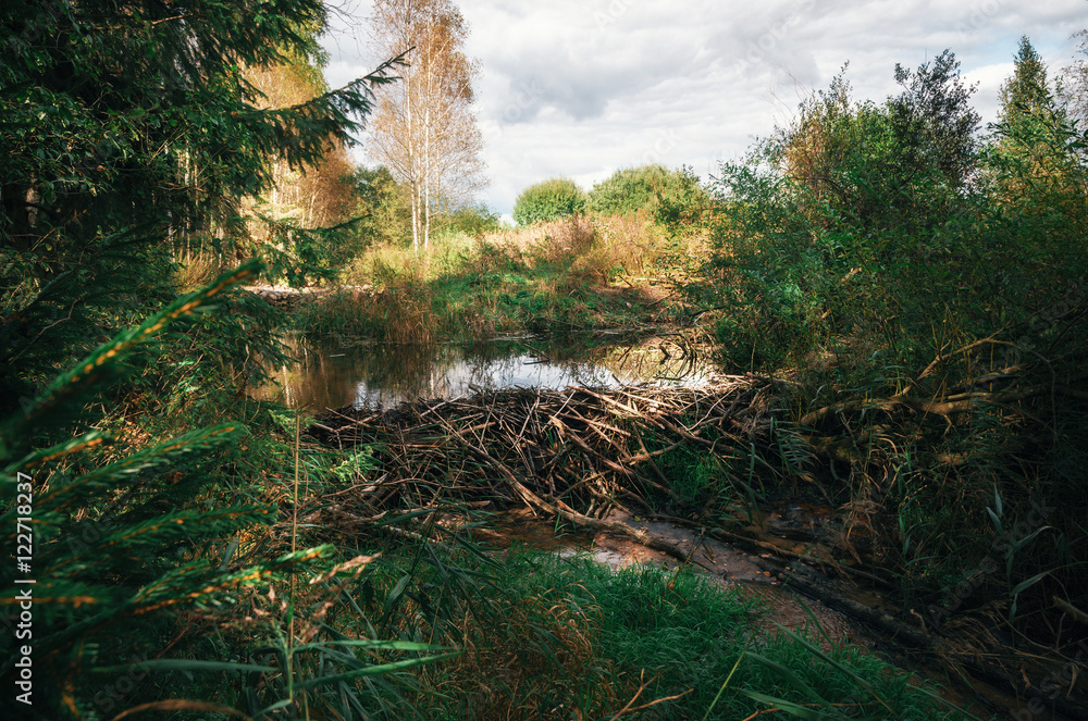 Beaver hut dam at a small creek in the dense forest, Naliboki, Belarus ...