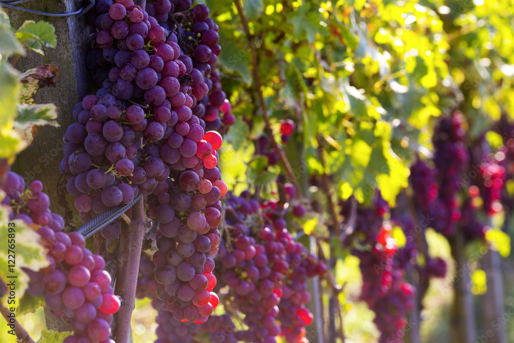 Stock-Foto „rote Trauben Reben“ | Adobe Stock