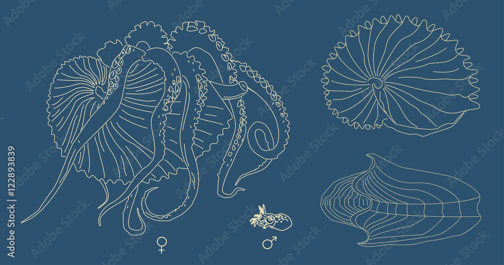 Vector line illustration of Argonaut. Kind of mollusk with tentacles ...