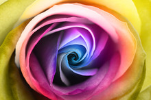 Psychedelic Rose Free Stock Photo - Public Domain Pictures