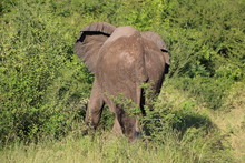 Elephant Disappearing Into Bush Free Stock Photo - Public Domain Pictures