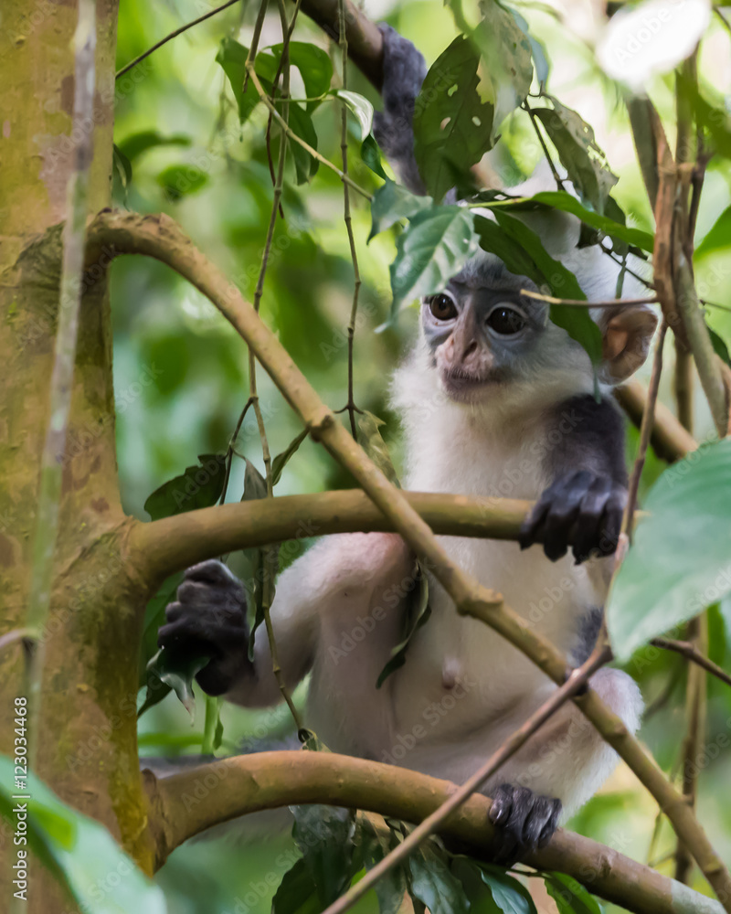 Thomas langurs Baby sitting on a branch and looks among the leaves in ...
