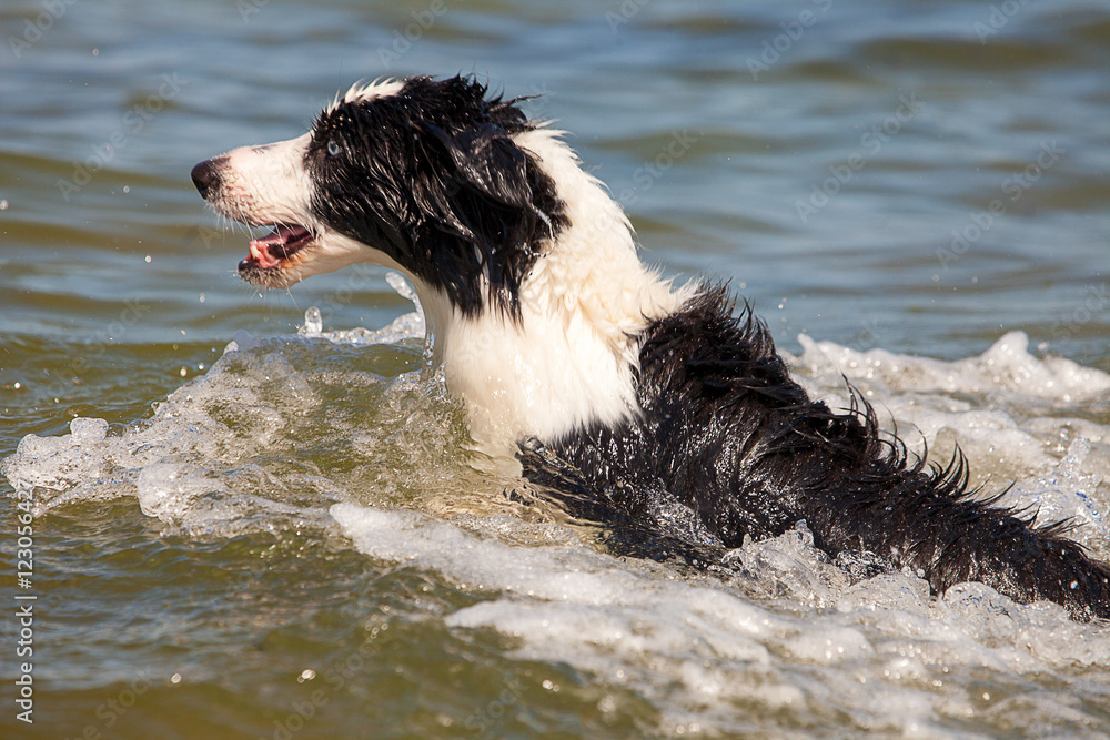Stock-Foto „Boder Collie“ | Adobe Stock