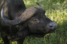 Buffel Free Stock Photo - Public Domain Pictures