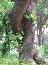 Two Tree Trunks Growing Together Free Stock Photo - Public Domain Pictures