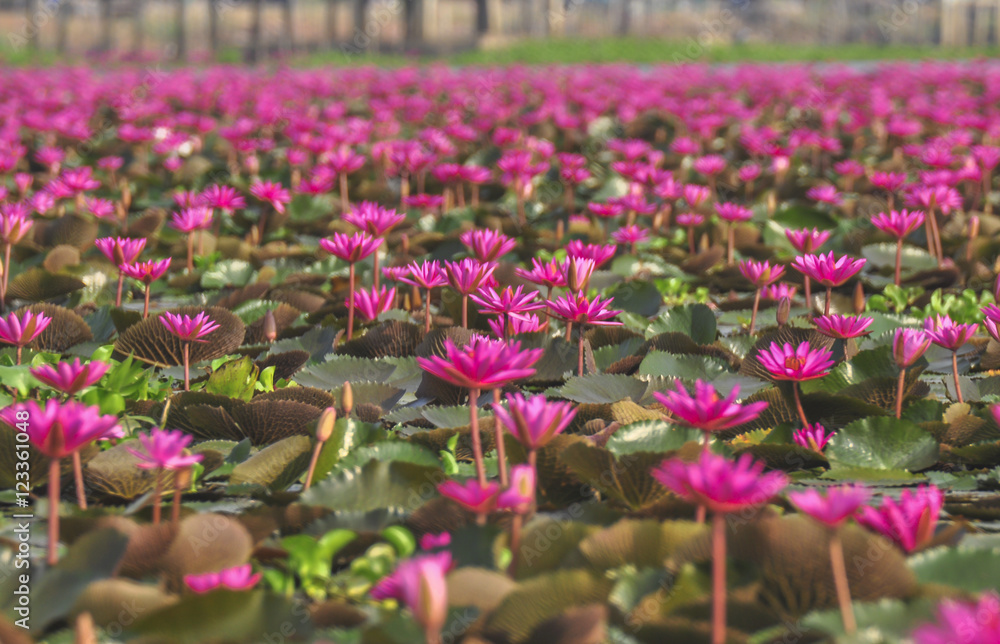 Red Lotus Sea , Thailand Stock Photo | Adobe Stock