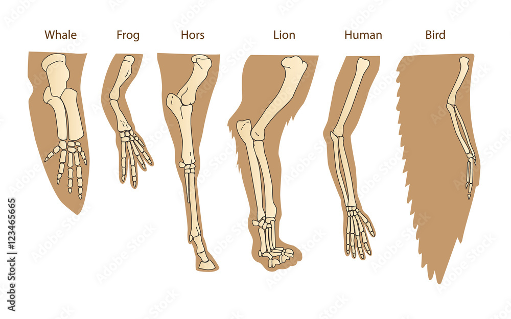 Structure Forelimb Of Mammals. Human Arm. Lion Forelimb. Whale Front ...