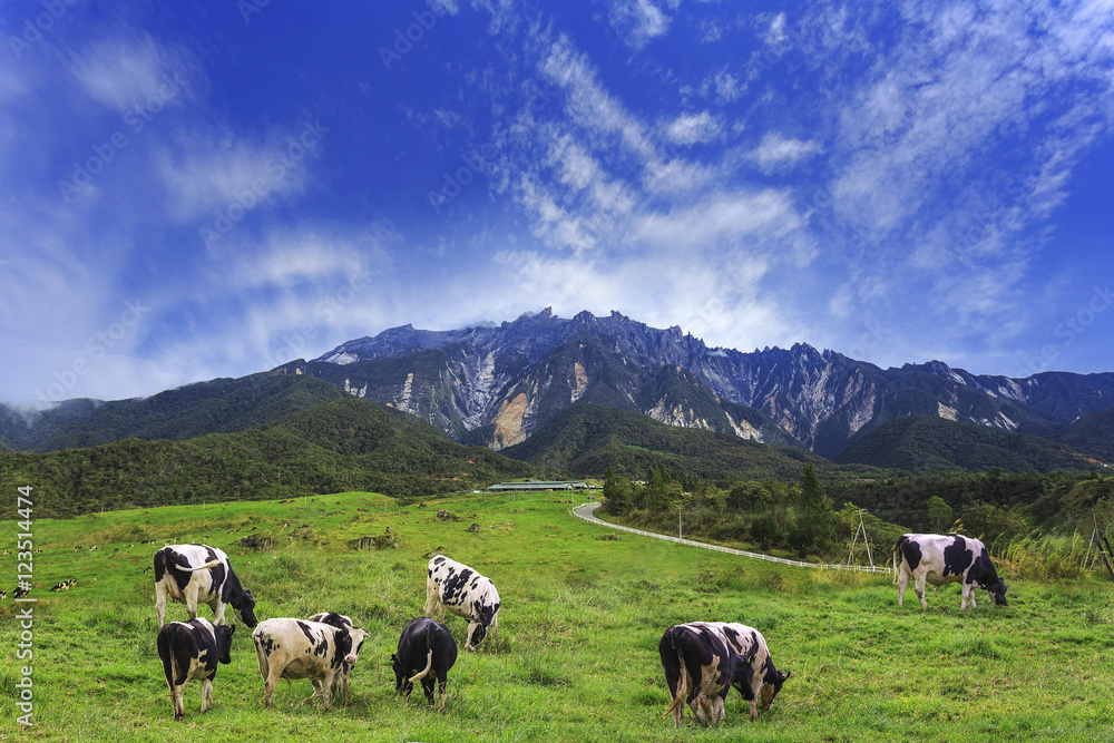 View of cows at Desa Dairy Farm, Kundasang Sabah with Mount Kinabalu as ...
