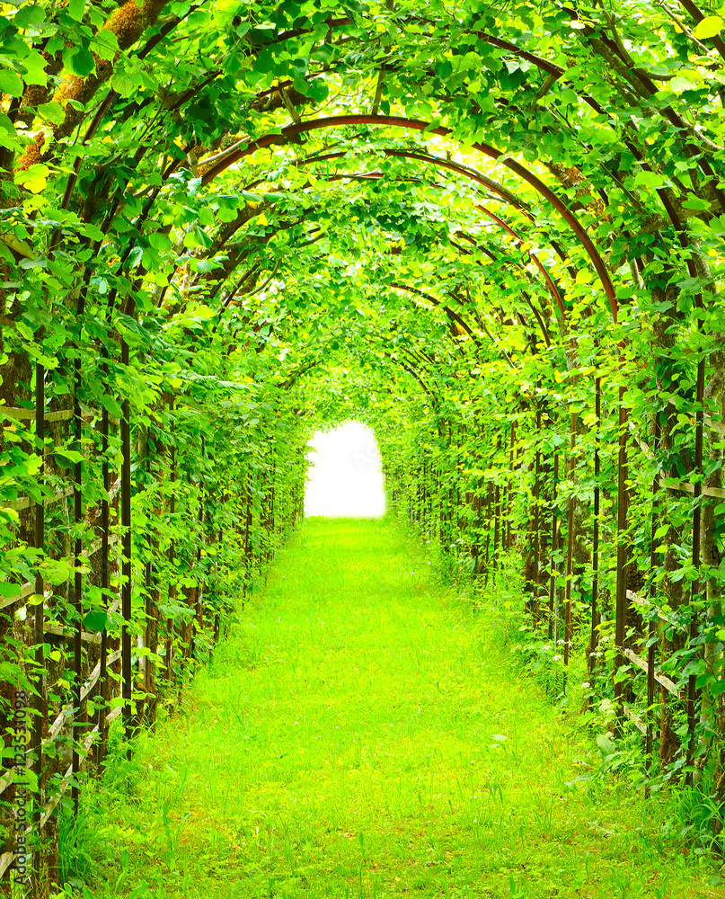 Green tunnel in fresh spring foliage. Way to nature. Natural background ...