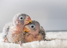 Baby Parakeets Free Stock Photo - Public Domain Pictures