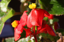 Red Mini Petunias Free Stock Photo - Public Domain Pictures