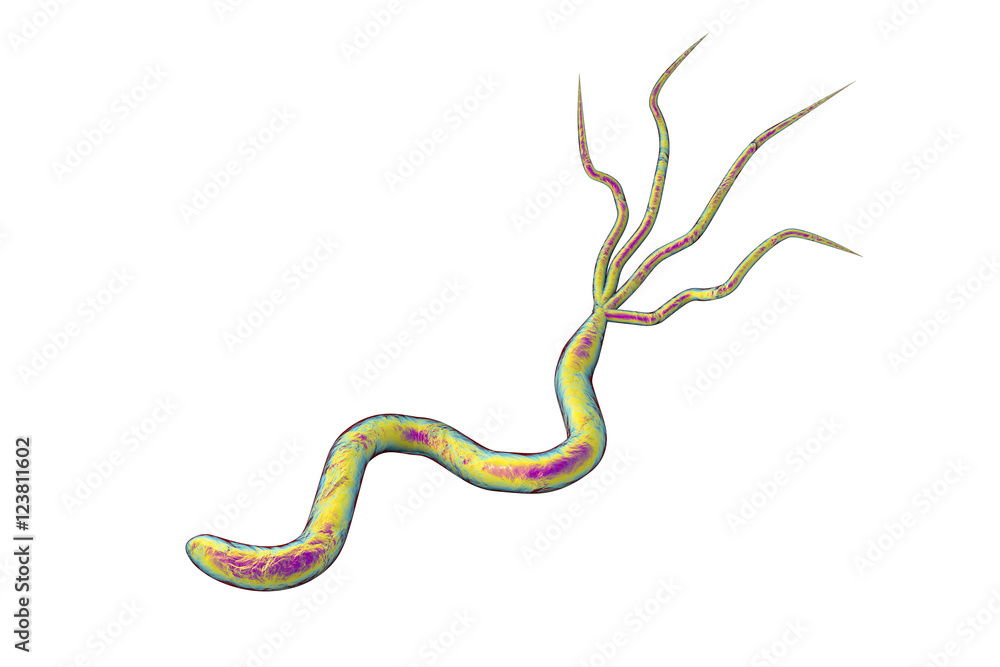 3D illustration of Helicobacter pylori, bacterium which causes gastric ...
