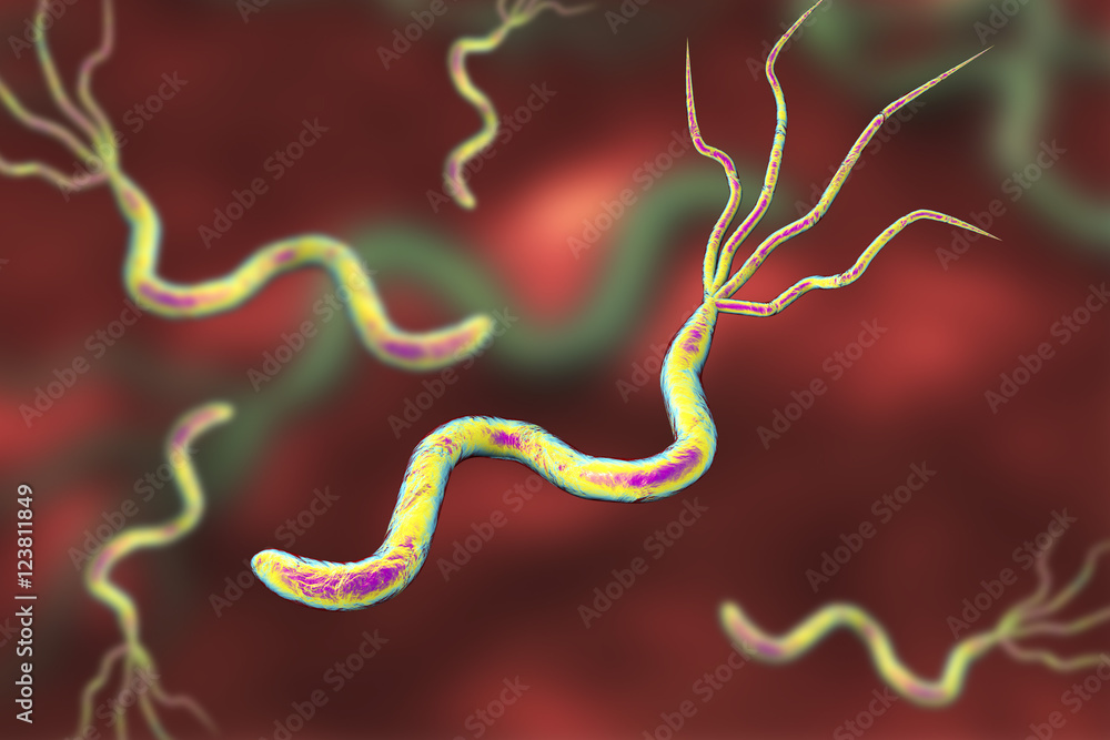Ilustración de Stock 3D illustration of Helicobacter pylori, bacterium ...