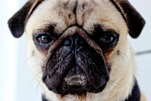 Pug Nosed Puppy Free Stock Photo - Public Domain Pictures