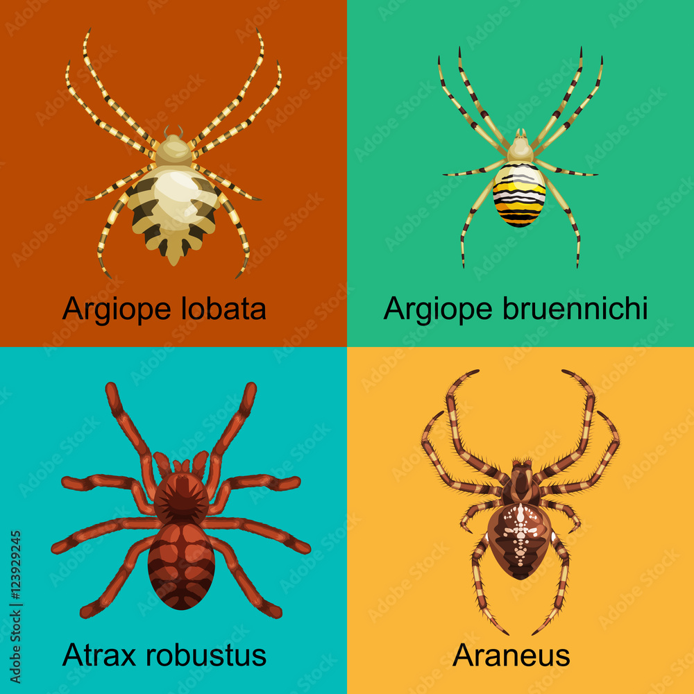 Spiders cartoon set, dangerous insects collection Stock Vector | Adobe ...