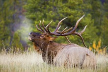 Bull Elk Calling Free Stock Photo - Public Domain Pictures