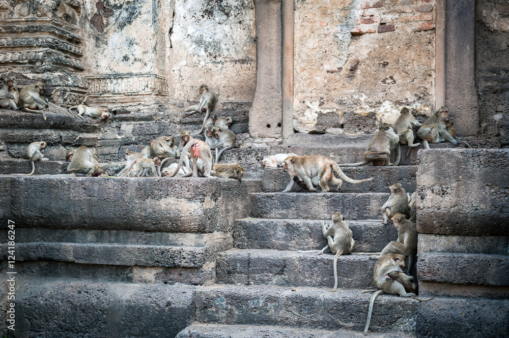 Long tailed macaque monkeys relaxing at Prang Sam Yot temple ruins ...