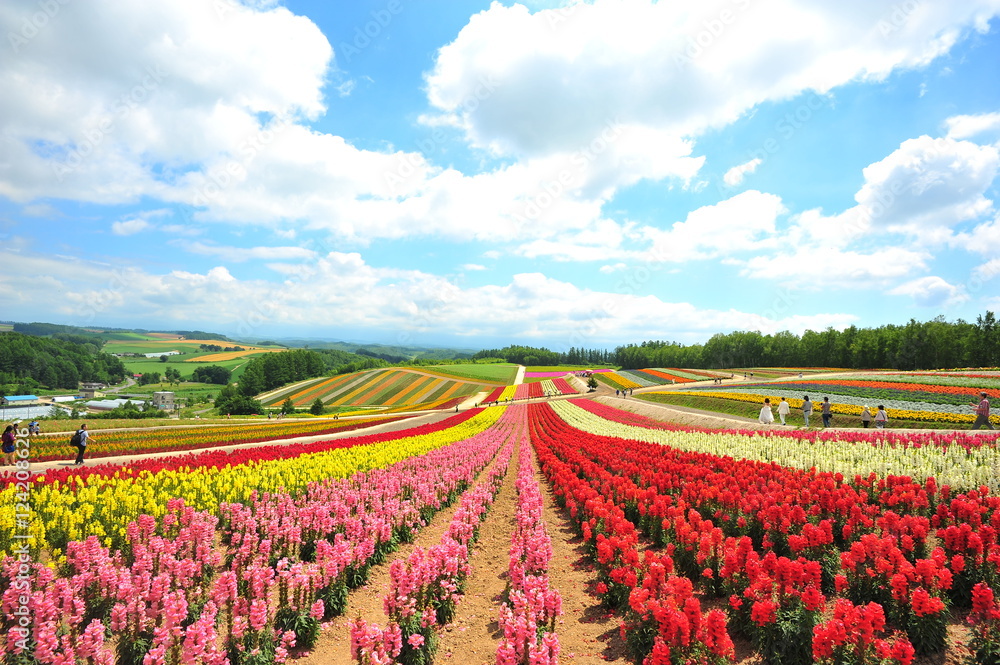 Colorful Flower Fields at Countryside of Japan Stock Photo | Adobe Stock