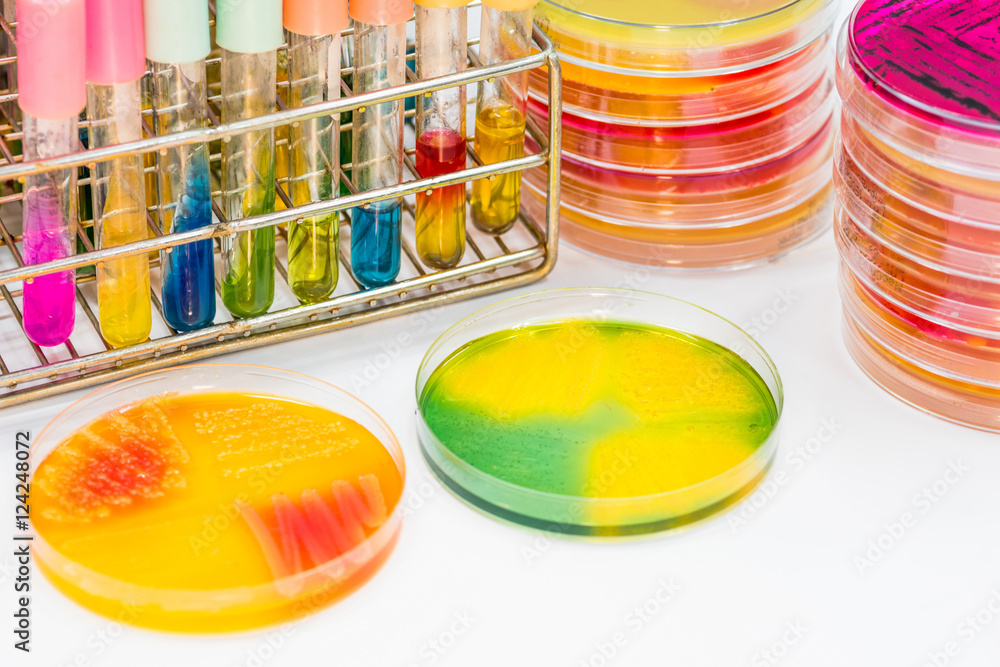 Biochem tests and agar plate in lab microbiology. Stock Photo | Adobe Stock