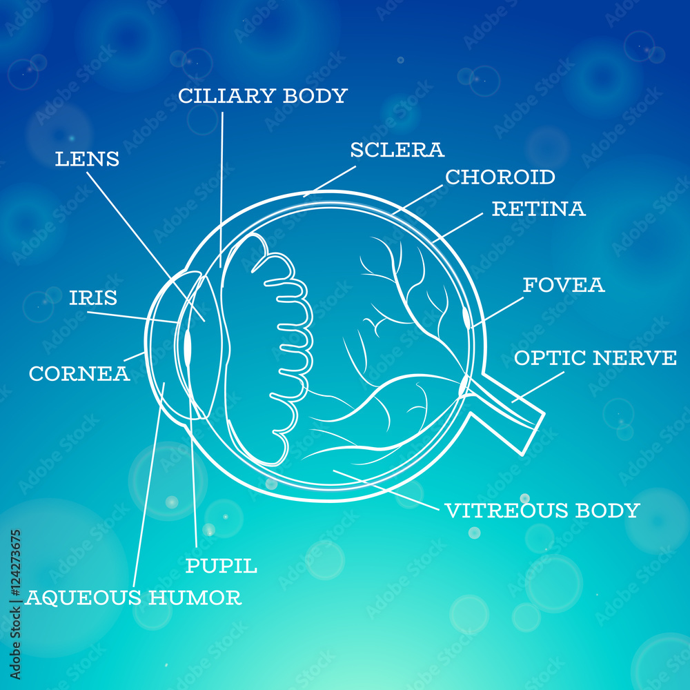 Human eye anatomy structure.Medical infographics for ophthalmology ...