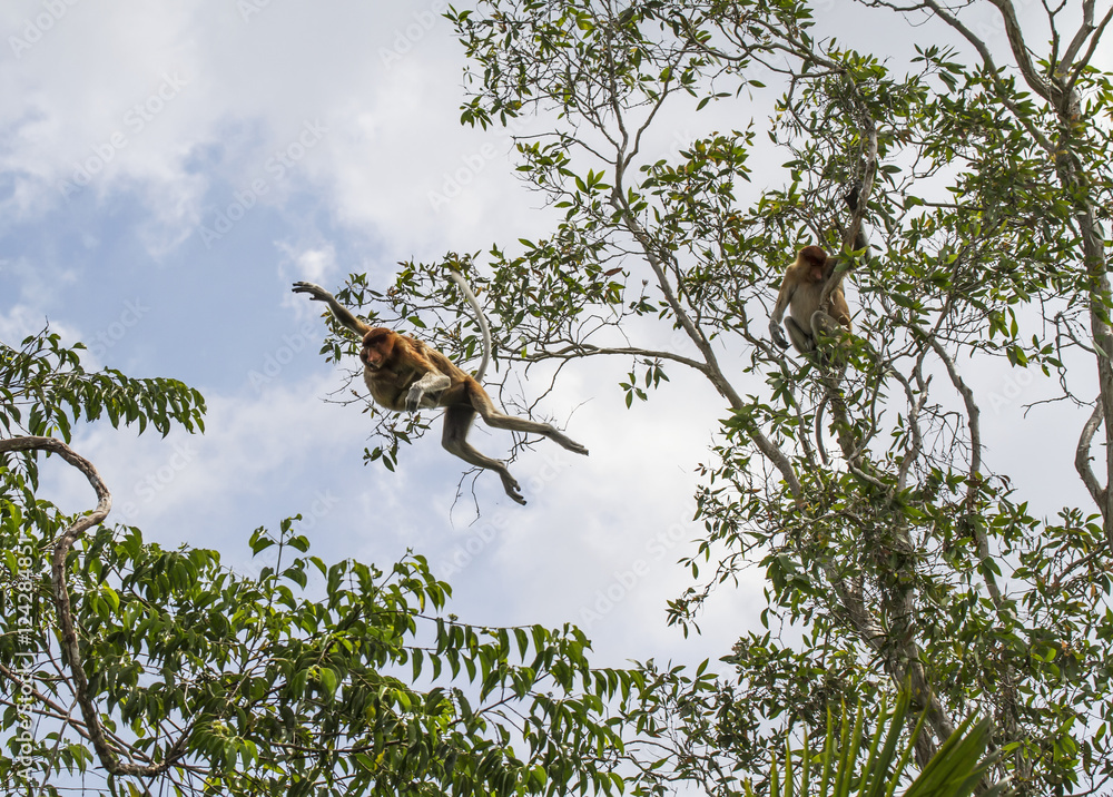 Proboscis monkey or long-nosed monkey (Nasalis larvatus) jumping from ...